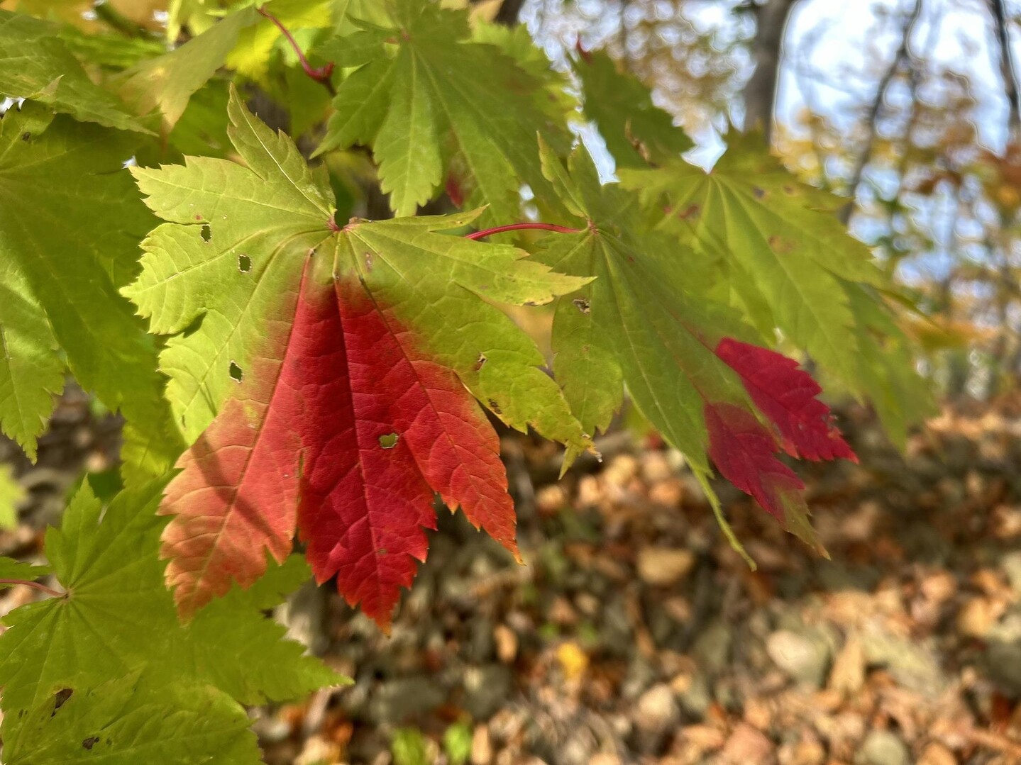 三角山・大倉山・奥三角山(よこして山) / ga-haさんの三角山・大倉山・円山の活動データ | YAMAP / ヤマップ