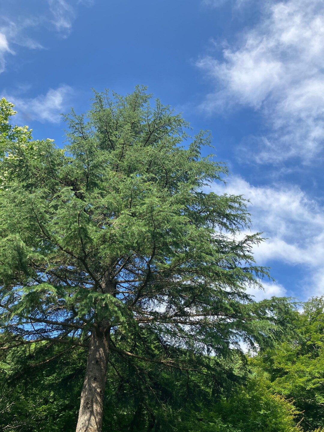 土岳 2024.7.6 / tatsu蔵さんの土岳・花貫渓谷・竪破山の活動データ | YAMAP / ヤマップ