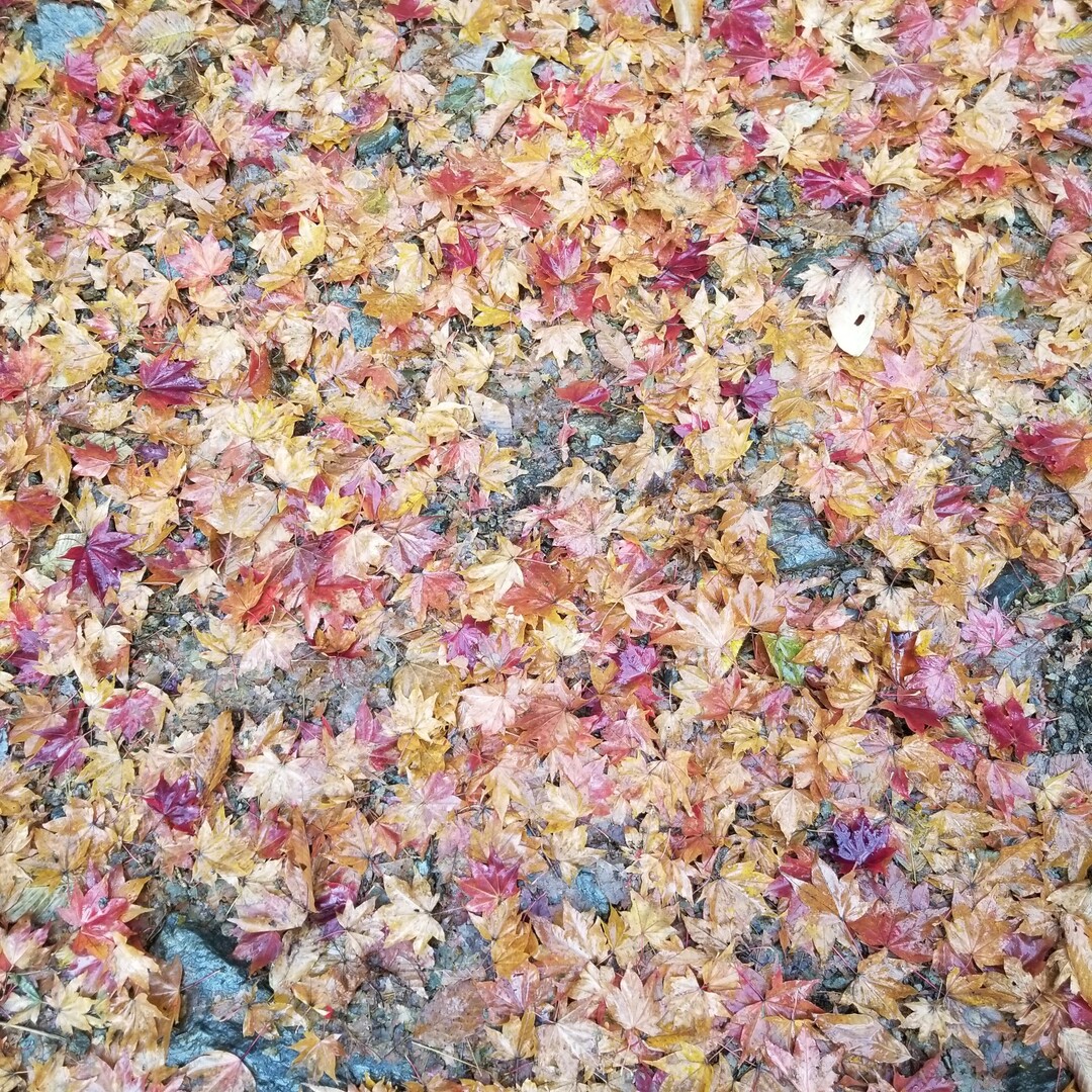 ウォーキング-2020-11-25 / yoko ninomiyaさんのウォーキングの活動データ | YAMAP / ヤマップ