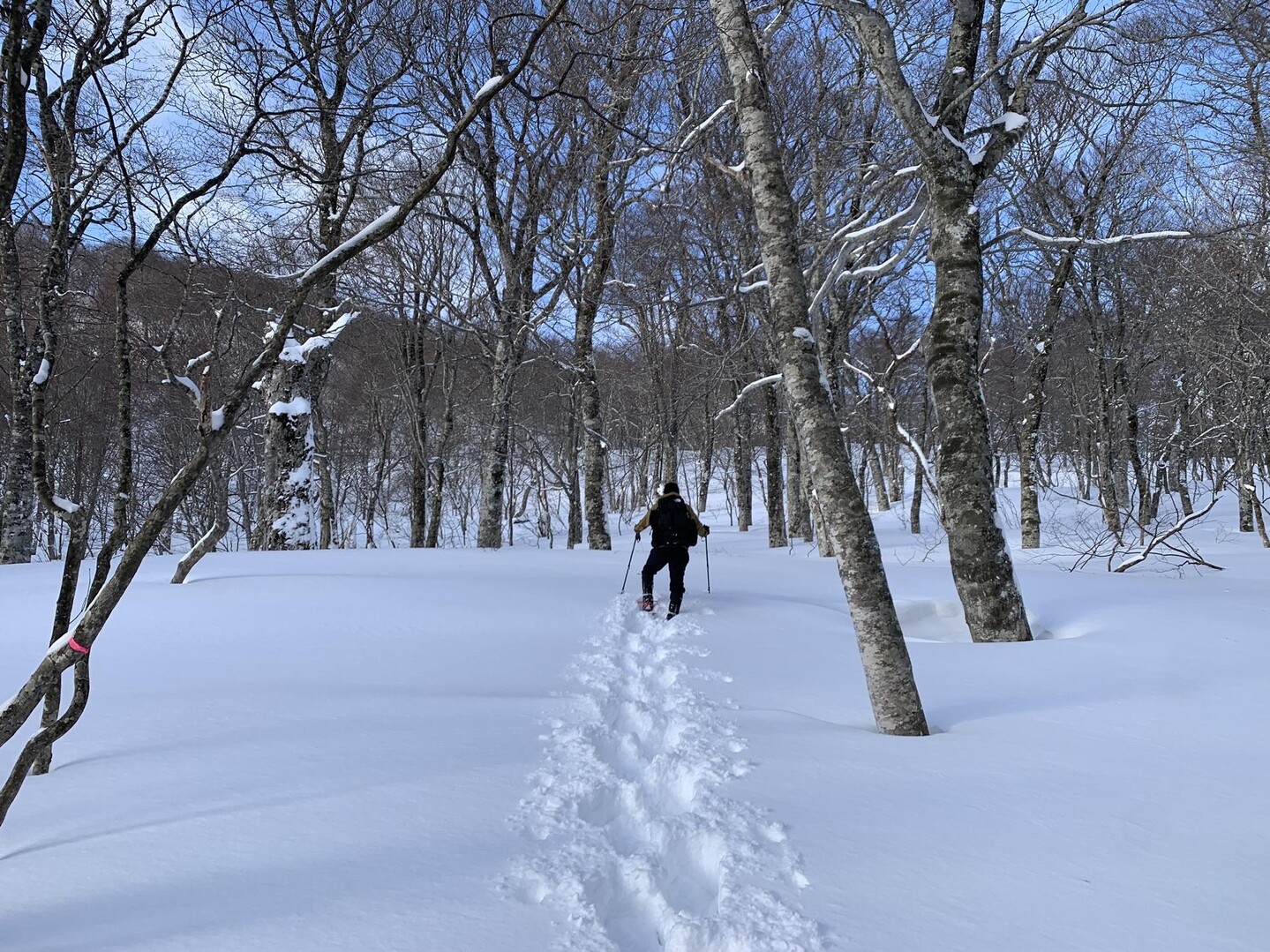 船形山（御所山）敗退2023-01-22 / Hassyさんの船形山（御所山）・泉ヶ岳・蛇ヶ岳の活動データ | YAMAP / ヤマップ