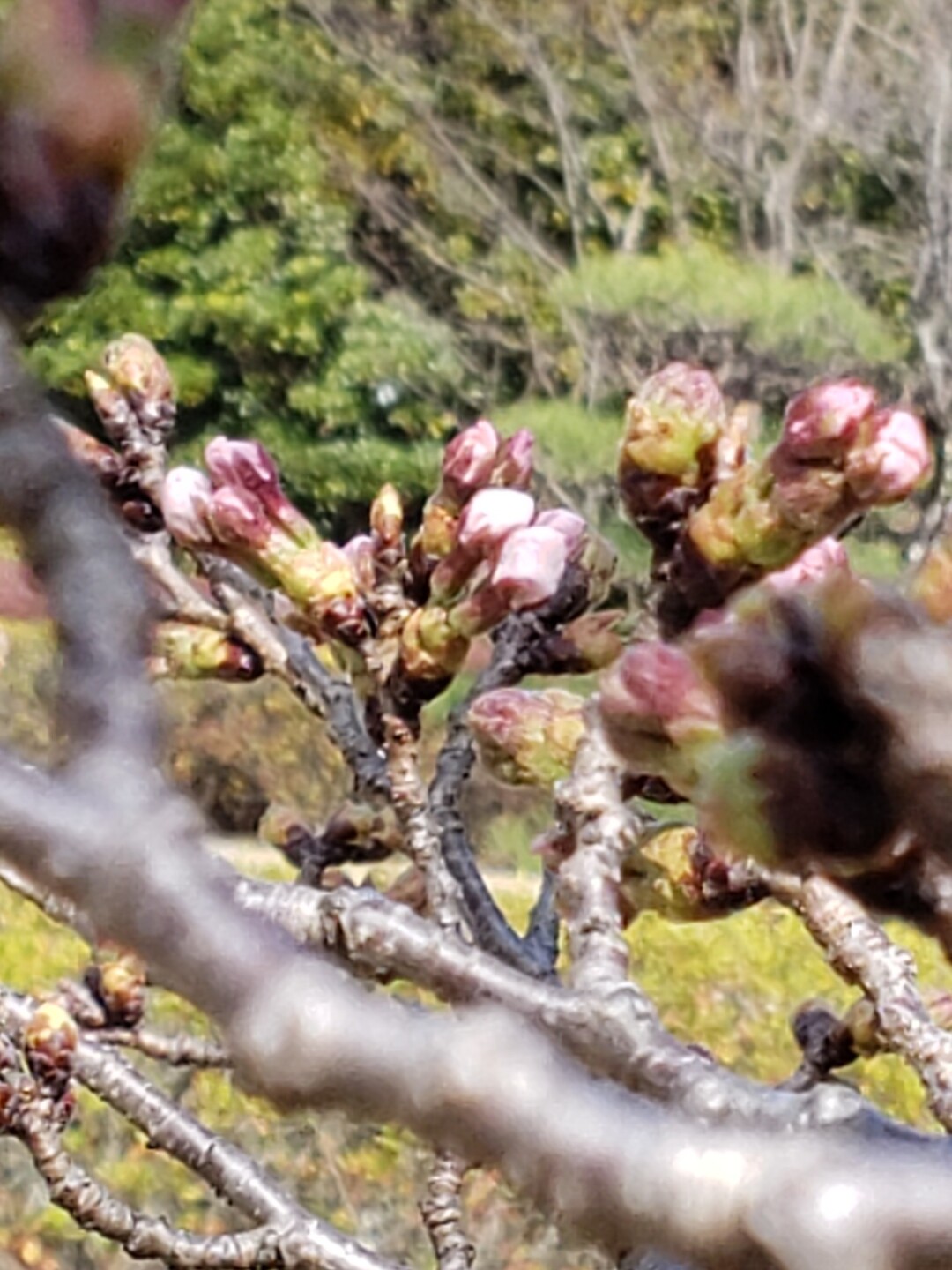 2021.03.19(金) 04:33 / 北京げんじんさんのモーメント | YAMAP / ヤマップ