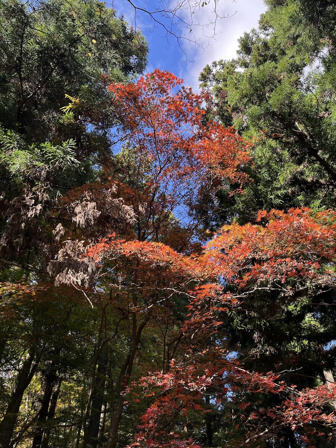 神変山・高尾山・稲荷山-2024-11-17 / samiさんの高尾山・陣馬山・景信山の活動データ | YAMAP / ヤマップ