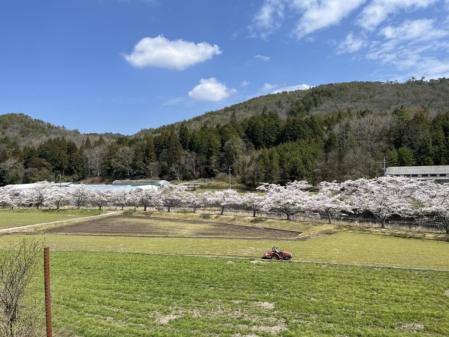 三次市三和町の美波羅川の千本桜、見に行き... / joe’sさんのモーメント | YAMAP / ヤマップ