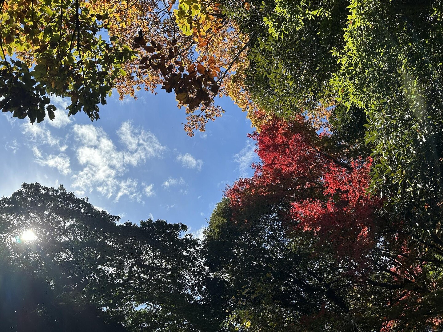 三舟山🍁 / mamoさんの三舟山の活動データ | YAMAP / ヤマップ