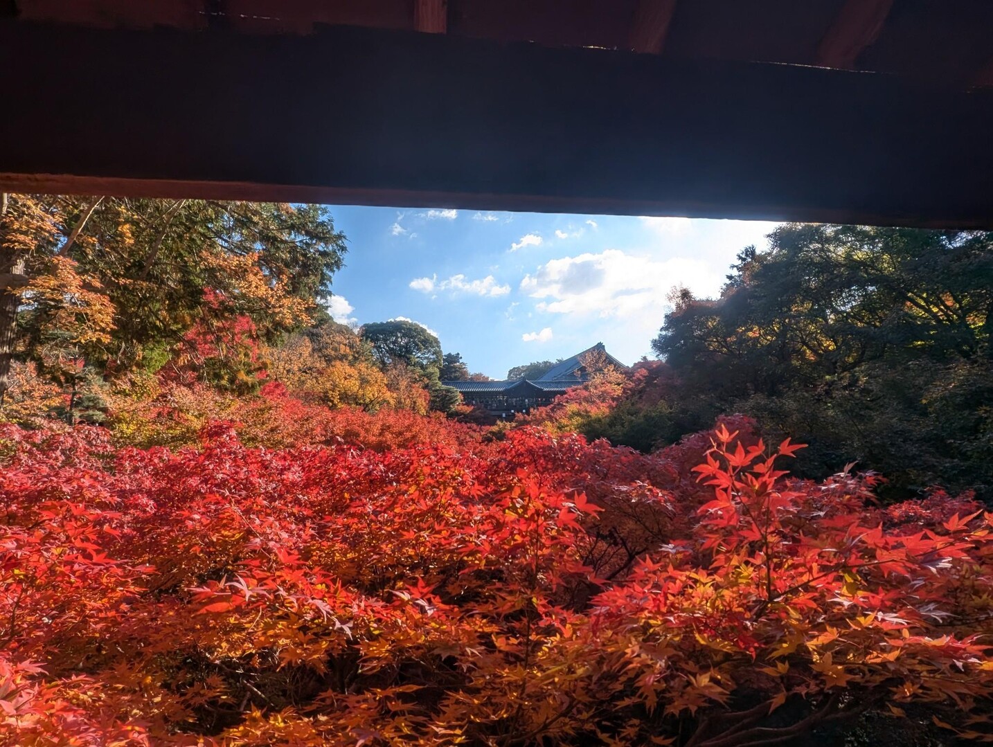 前回の投稿から一週間、紅葉の色付き具合が... / ふぁんきー.kix さんのモーメント | YAMAP / ヤマップ