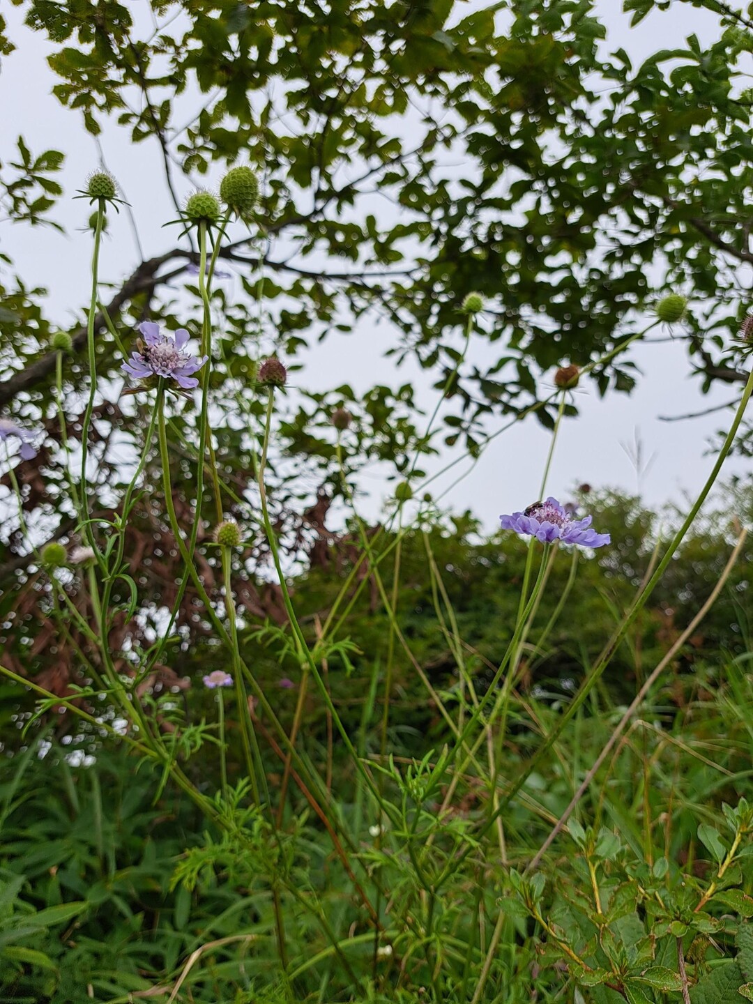 浅間隠山 / M-Reiさんの浅間隠山・駒髪山・丸岩の活動データ | YAMAP / ヤマップ