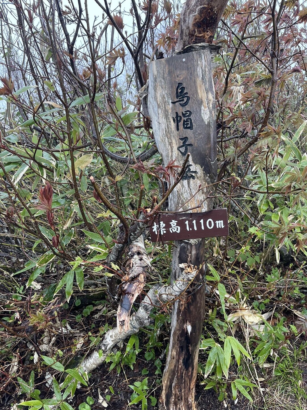 雨の烏帽子岳-2023-05-21 / dadswebさんのウォーキングの活動データ | YAMAP / ヤマップ