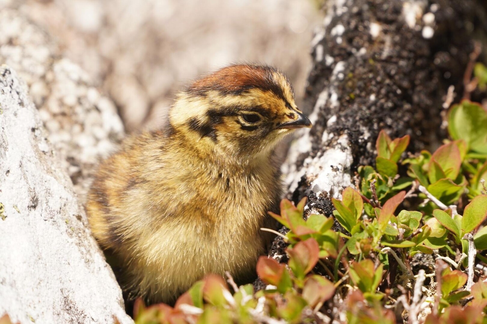 島田娘・伊那前岳 / eijiさんの木曽駒ヶ岳・空木岳・越百山の活動日記 | YAMAP / ヤマップ