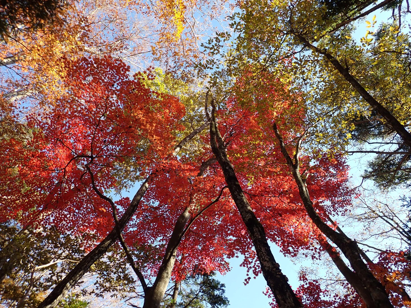 《奥秩父》牛ノ寝通り / nazさんの大菩薩嶺・鶏冠山・大マテイ山の活動データ | YAMAP / ヤマップ