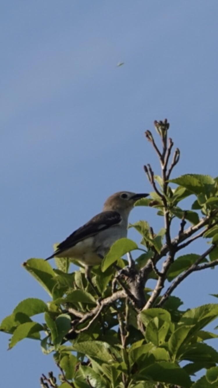 夕刻、河北潟で野鳥撮影。 コンデジ性能で... / mag.hさんのモーメント | YAMAP / ヤマップ