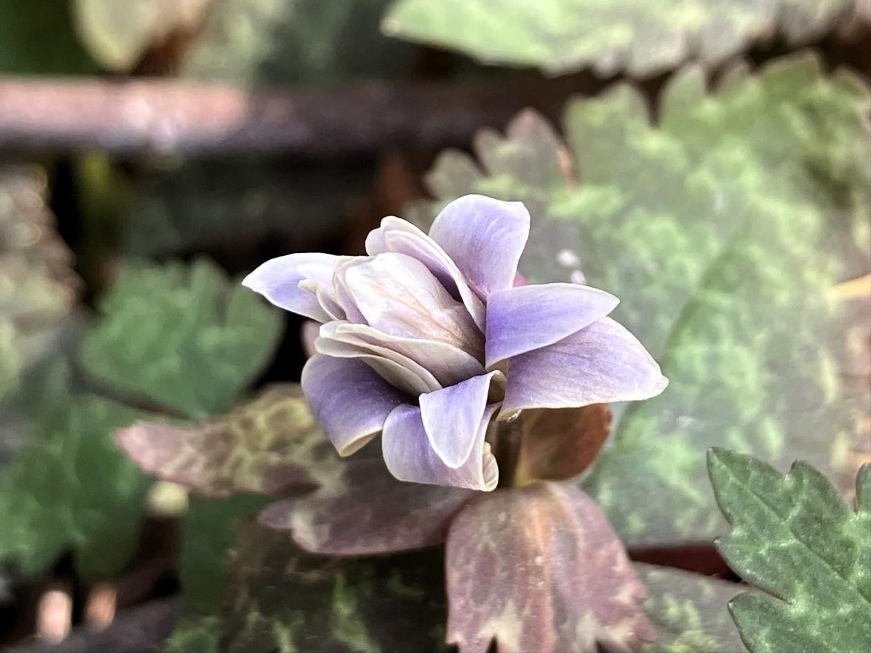 花レコ https://yamajosh... / ソラノカナタさんのモーメント | YAMAP / ヤマップ