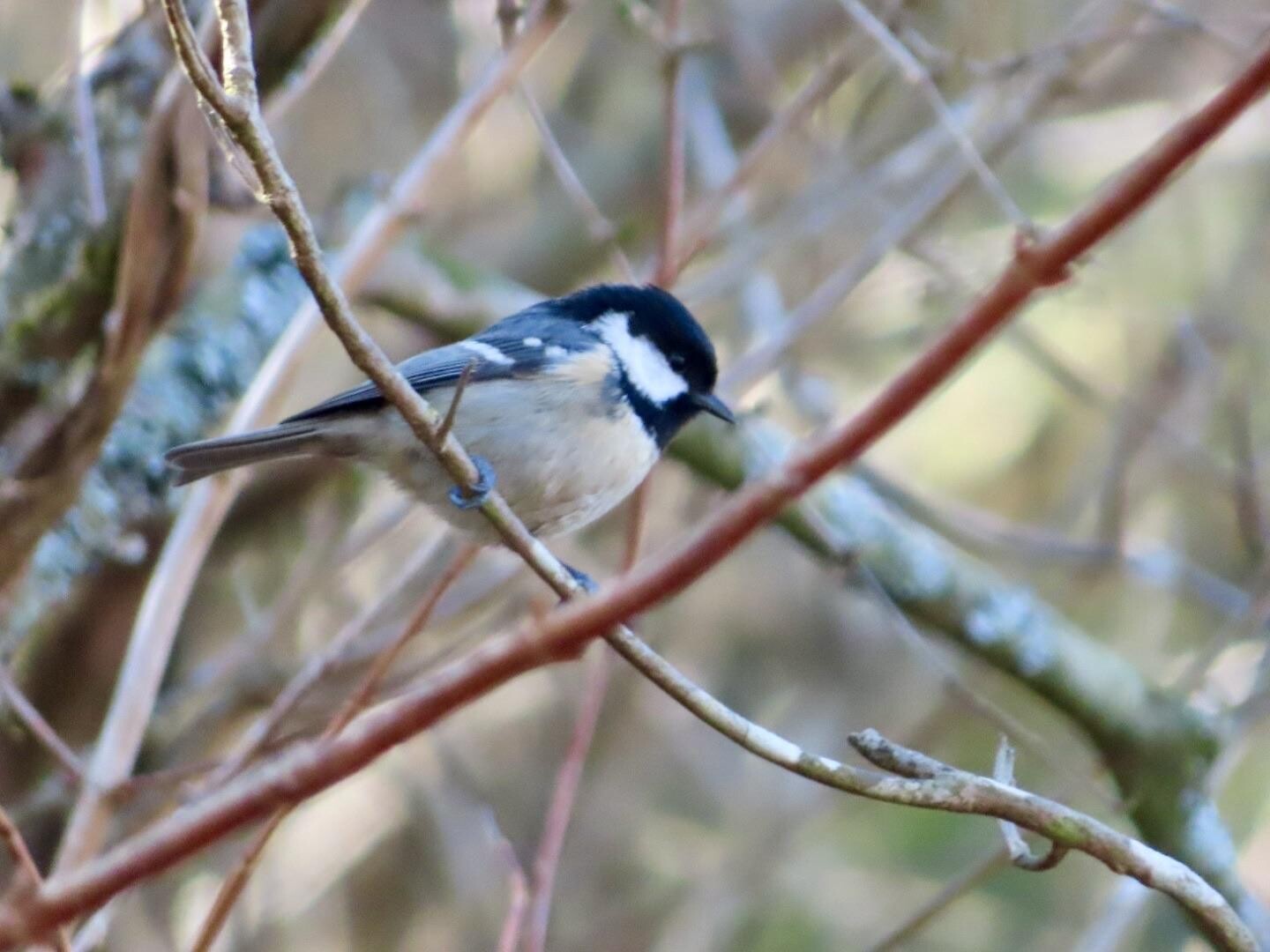 兵庫県で鳥活🐦 / otaksaさんの六個山・鉢伏山・明ヶ田尾山・五月山の活動データ | YAMAP / ヤマップ