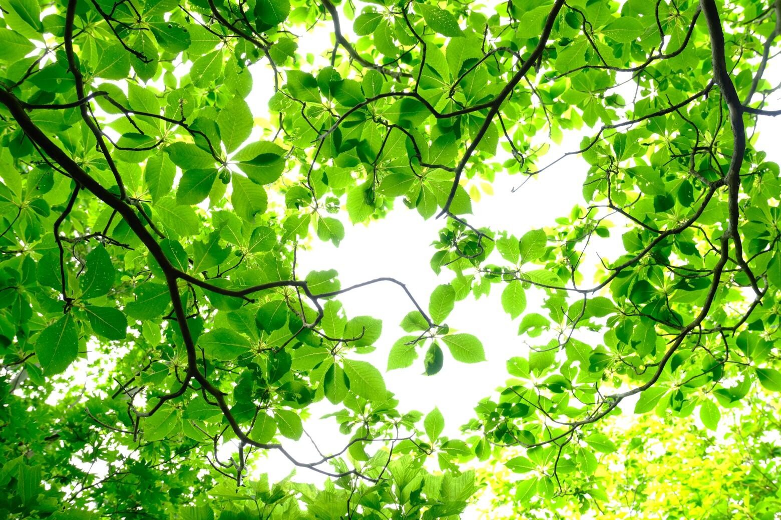 高見山2024 / maiさんの高見山・黒石山・天狗山の活動データ | YAMAP / ヤマップ