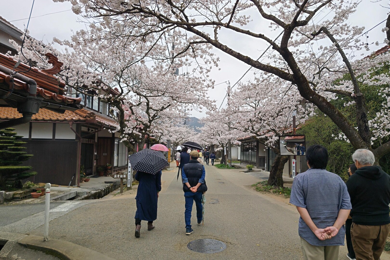 天候悪化で縦走は中止、帰りに凱旋桜に寄り道する毛無山 / gp02さんの毛無山の活動データ | YAMAP / ヤマップ
