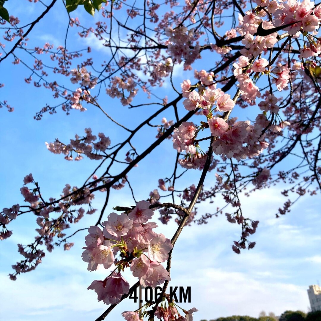 都内ラン。オオカンザクラが見頃です。公園... / Myonさんのモーメント | YAMAP / ヤマップ