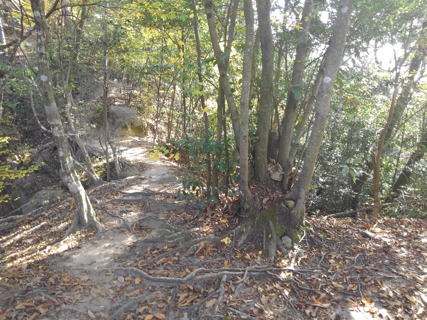 R5の三十 秋でも夏仕様の猿投山 / nob3さんの猿投山・物見山の活動データ | YAMAP / ヤマップ