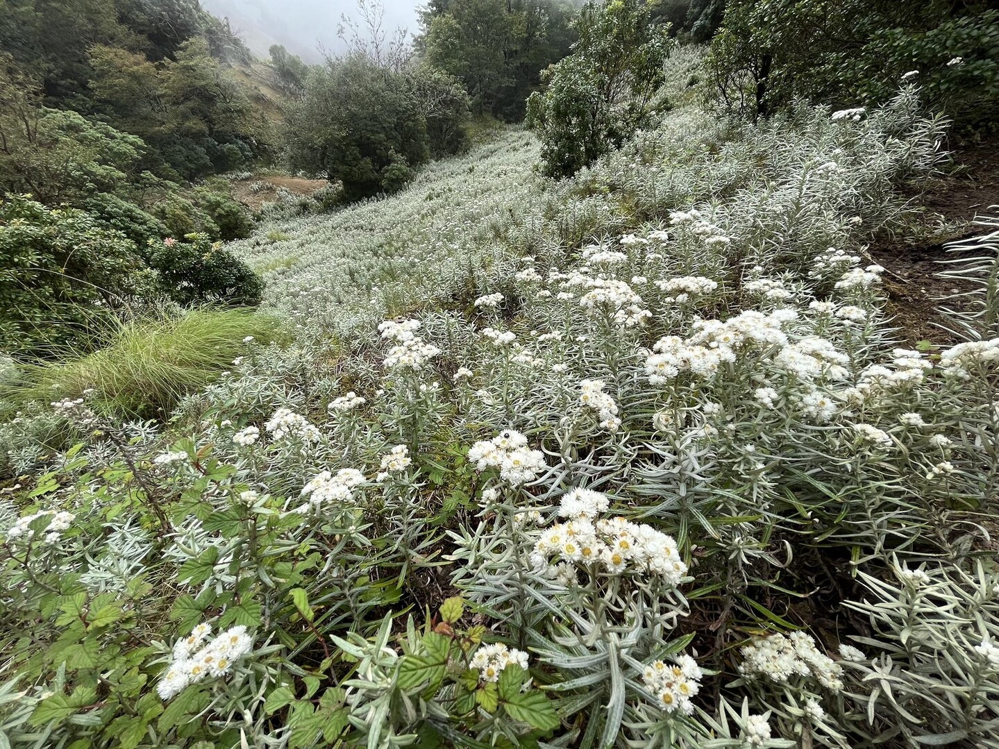三峰山 / yomshtさんの三峰山・学能堂山・栗ノ木岳の活動データ | YAMAP / ヤマップ