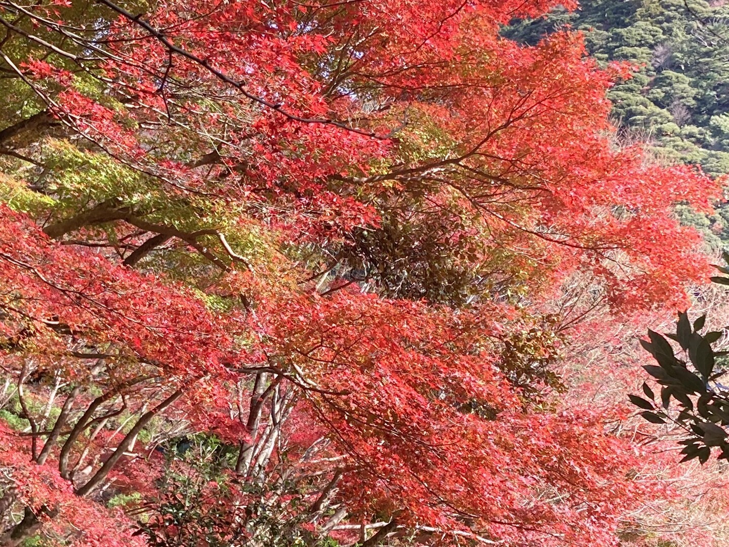 紅葉の鰐淵寺 / snor_manさんのウォーキングの活動データ | YAMAP / ヤマップ