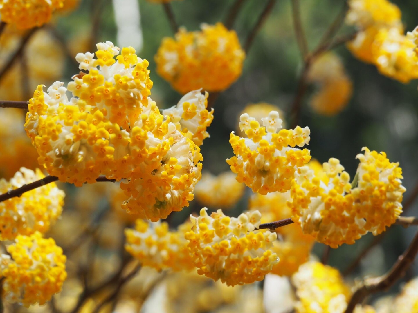 ミツマタ群生地-2024-04-01 / tomo-miさんの霊仙山の活動データ | YAMAP / ヤマップ