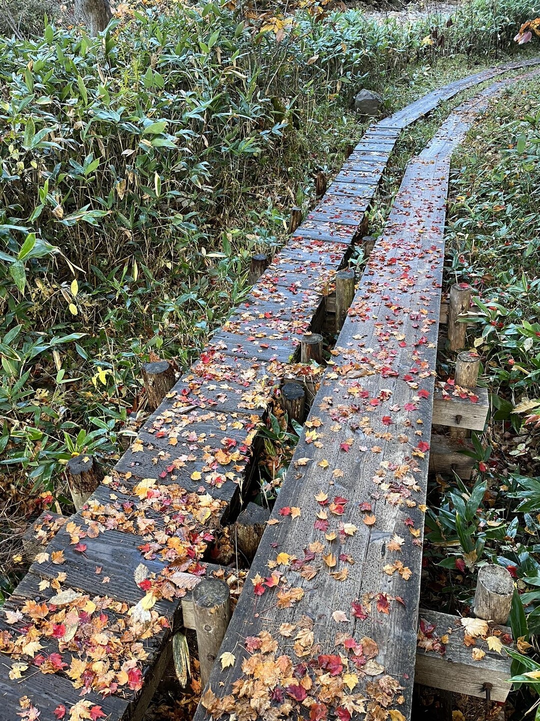 尾瀬ヶ原 秋🍁 / boosan1976さんのモーメント | YAMAP / ヤマップ