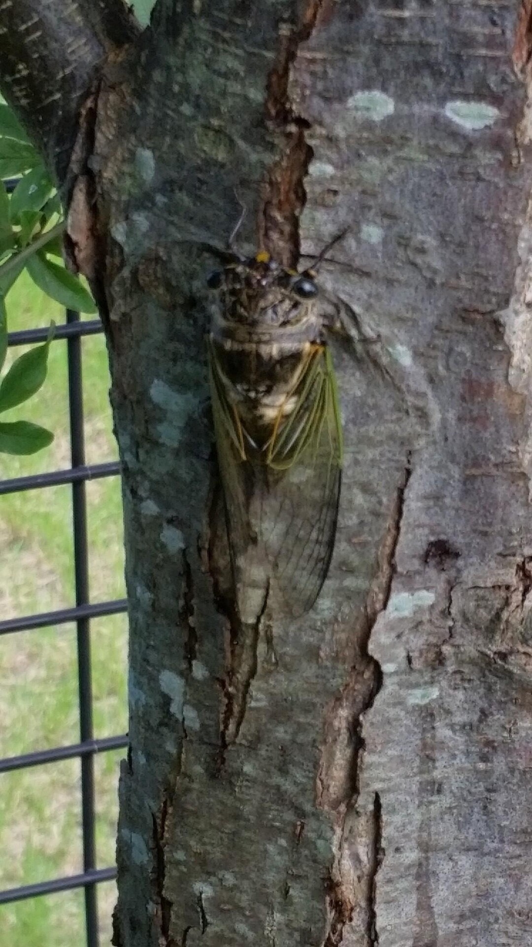 tankuroのページ | YAMAP / ヤマップ