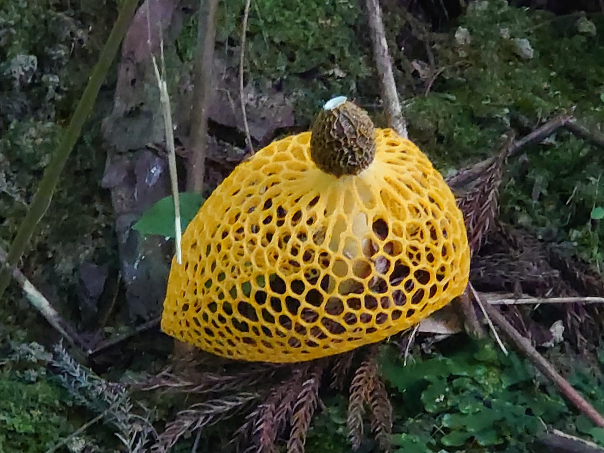 女王さま🍄👑に会いに城山お山歩♪ / Bobにゃんさんの米山・大応山の活動データ | YAMAP / ヤマップ