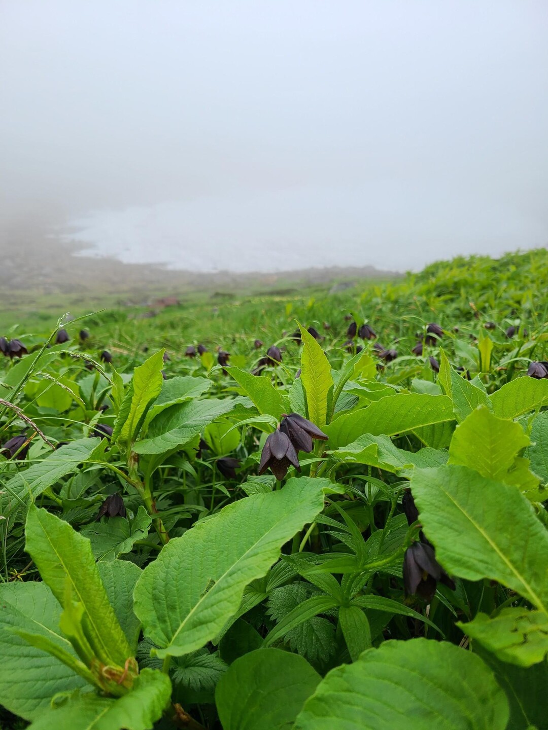 白山お池めぐり / secchanさんの白山・別山・銚子ヶ峰の活動データ | YAMAP / ヤマップ