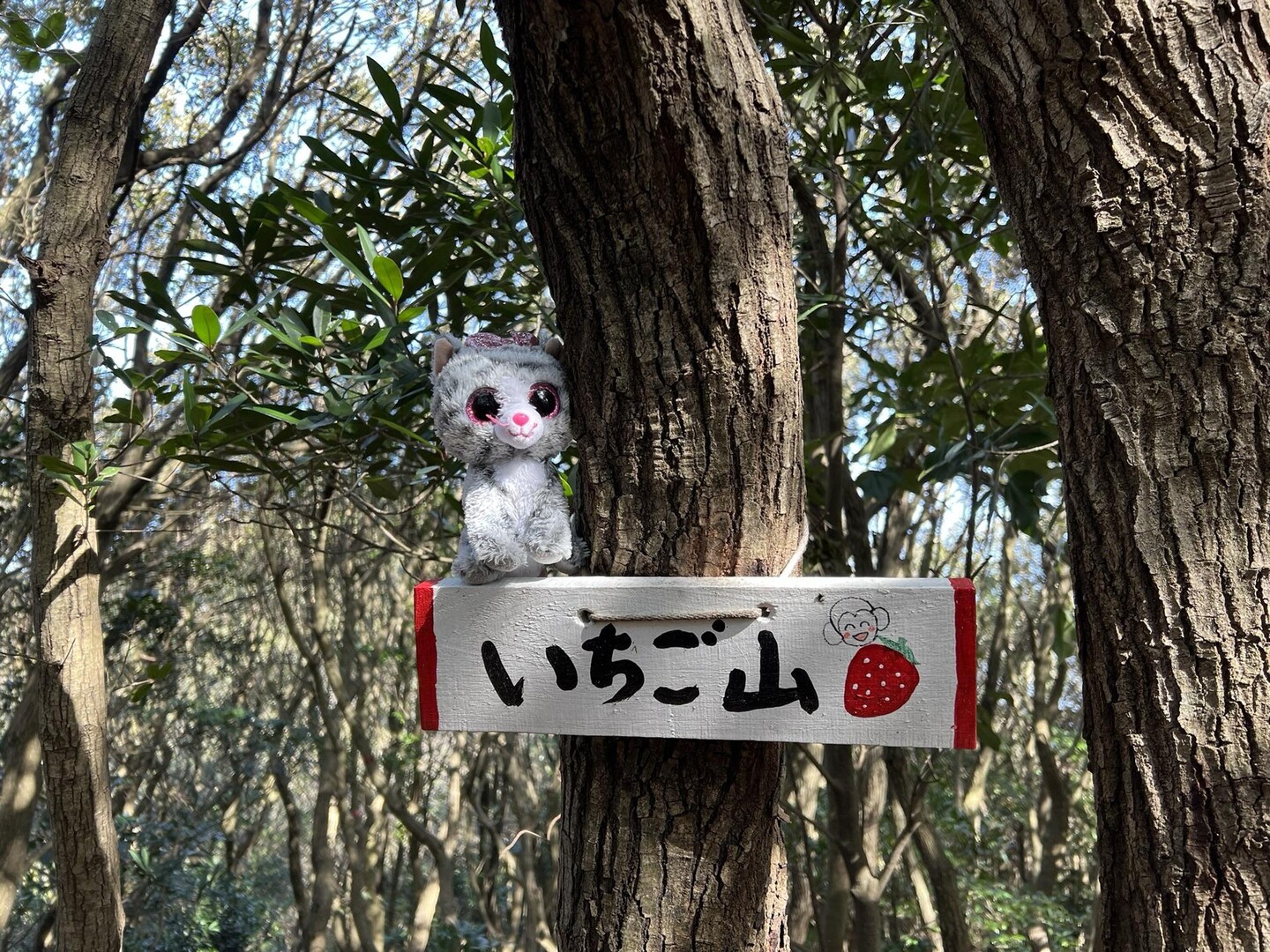 コトギス・オオトギス・すり鉢山・七つ山（七峰） / ISSEIさんの蔵王山・衣笠山・滝頭山の活動データ | YAMAP / ヤマップ