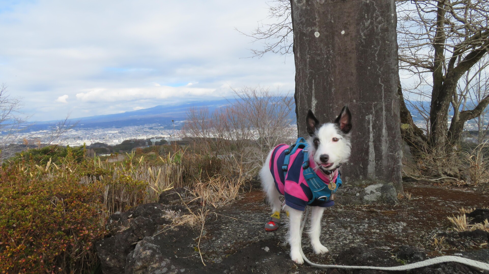 岩本山・明星山・小明星 / MARCOさんの岩本山・明星山の活動データ | YAMAP / ヤマップ