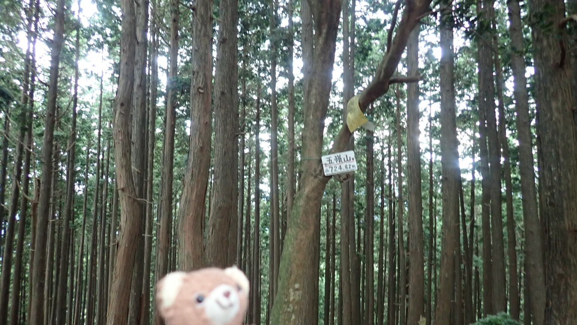 五嶺山-2020-09-20 / keijiさんの錫杖ヶ岳の活動データ | YAMAP / ヤマップ