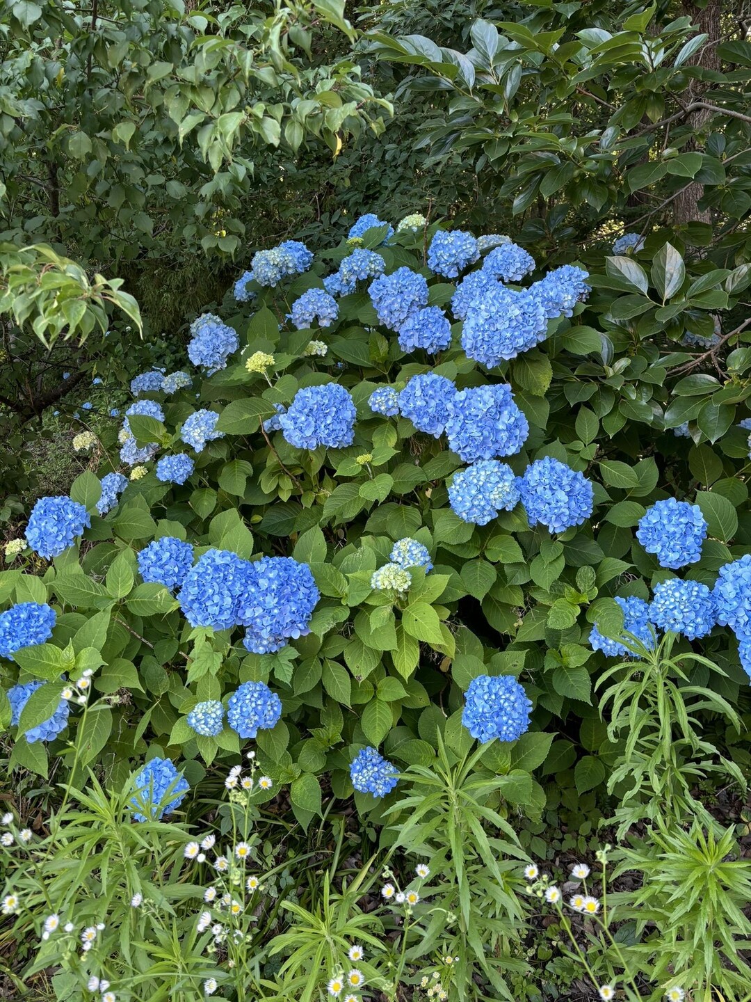 道端の紫陽花が綺麗だ！ 今日も歩くぞ！ ... / 人生はOpenさんのモーメント | YAMAP / ヤマップ