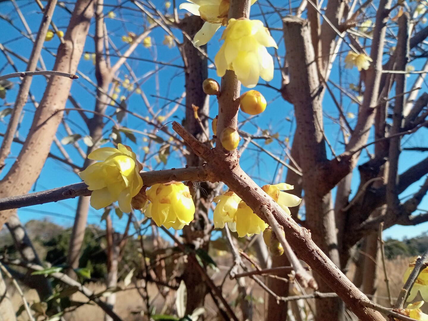 今朝の🌄サイクリング🚲葛西臨海公園 ... / masasan🏃東京🗼仕事も遊びも本気です🌟さんのモーメント | YAMAP / ヤマップ
