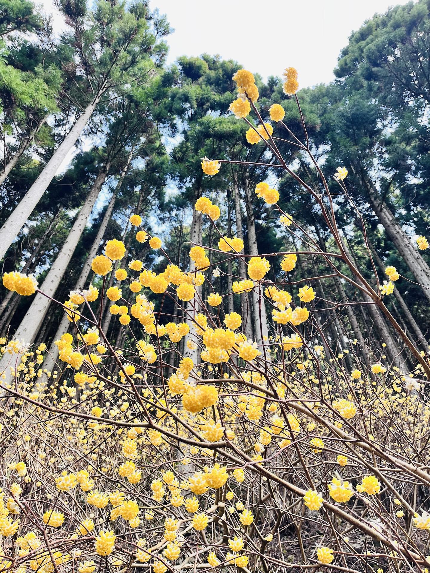 本谷のミツマタから花咲山 / iku araiさんの花咲山・行者山の活動データ | YAMAP / ヤマップ