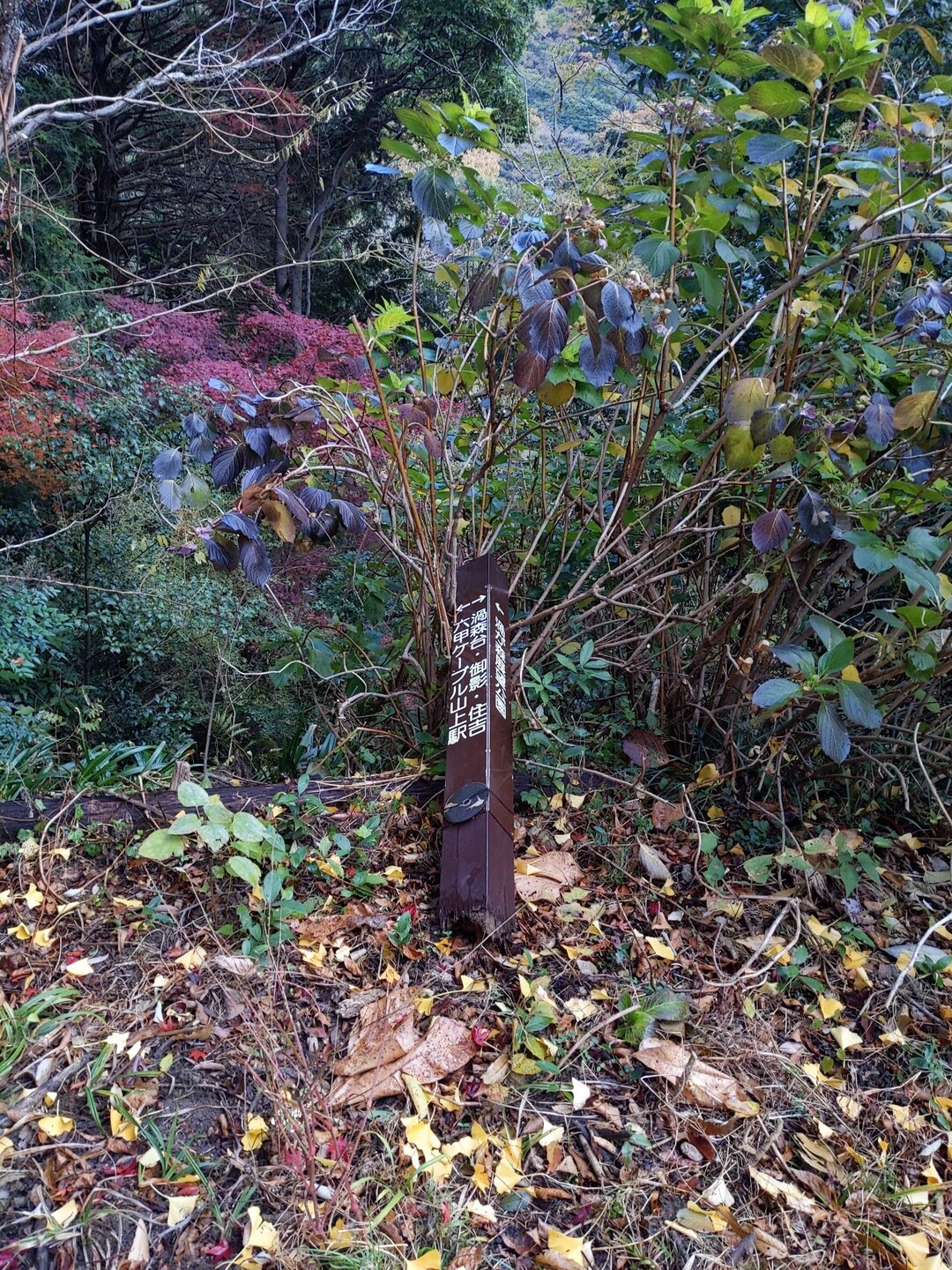 Guestさんの投稿したフィールドメモ | YAMAP / ヤマップ