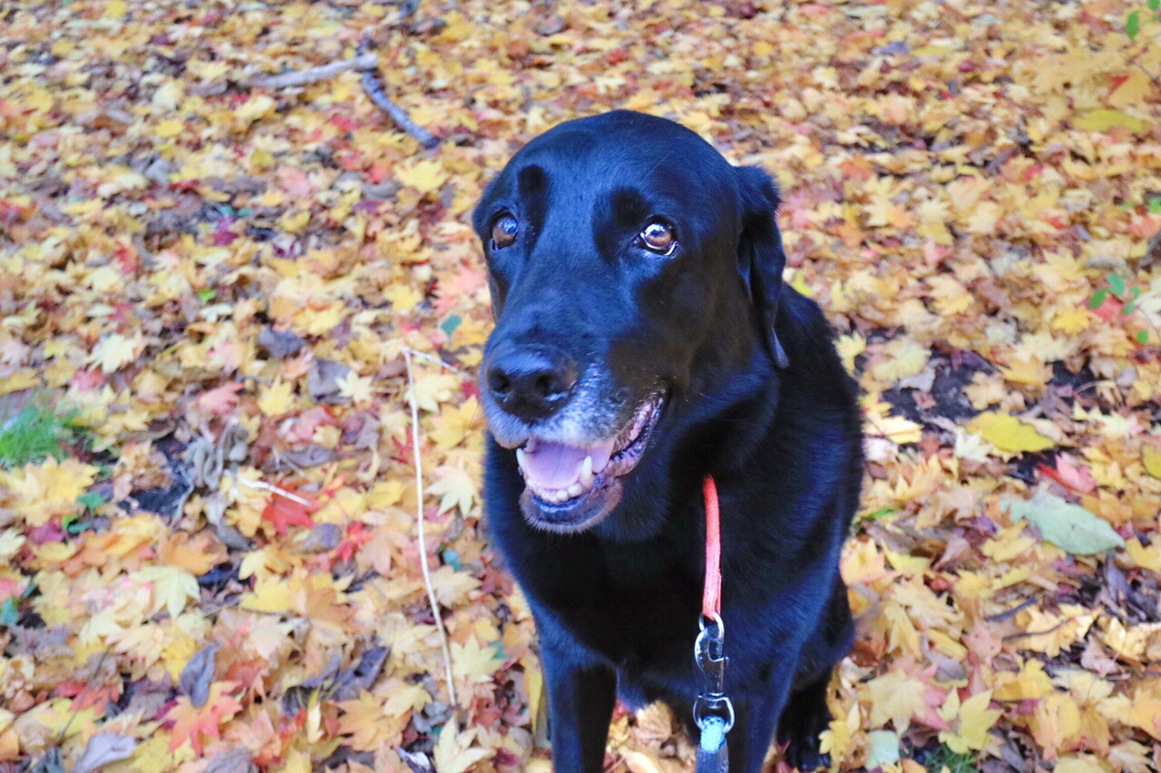 kojiyadのページ | YAMAP / ヤマップ