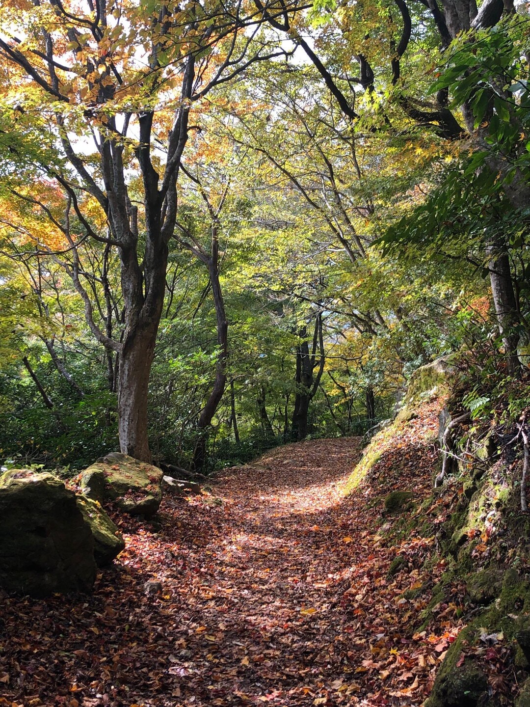2024.1123高崎山 / PriCOさんの高崎山の活動データ | YAMAP / ヤマップ