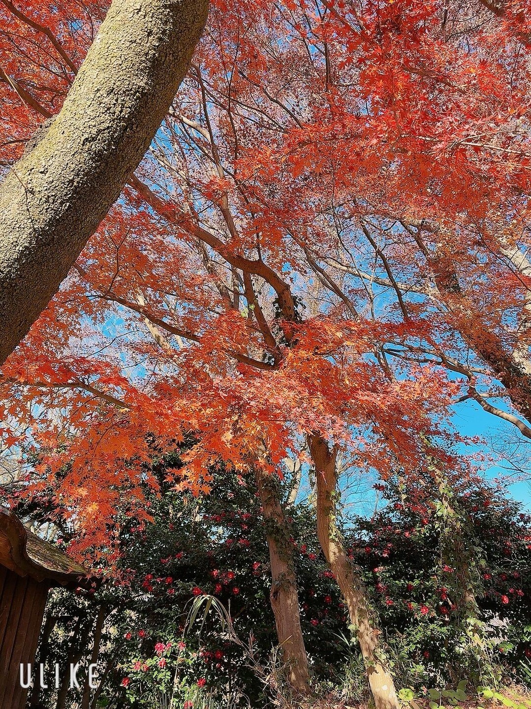 20241229浅間山・権現山・弘法山・吾妻山 / Sgさんの弘法山の活動データ | YAMAP / ヤマップ