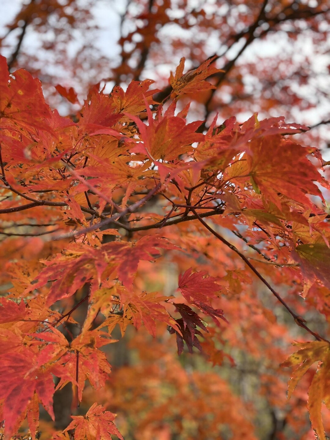 男体山 / MKTさんの男体山の活動データ | YAMAP / ヤマップ