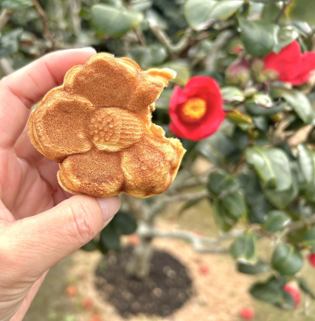 椿祭りの笠山 / miryuさんの笠山の活動データ | YAMAP / ヤマップ