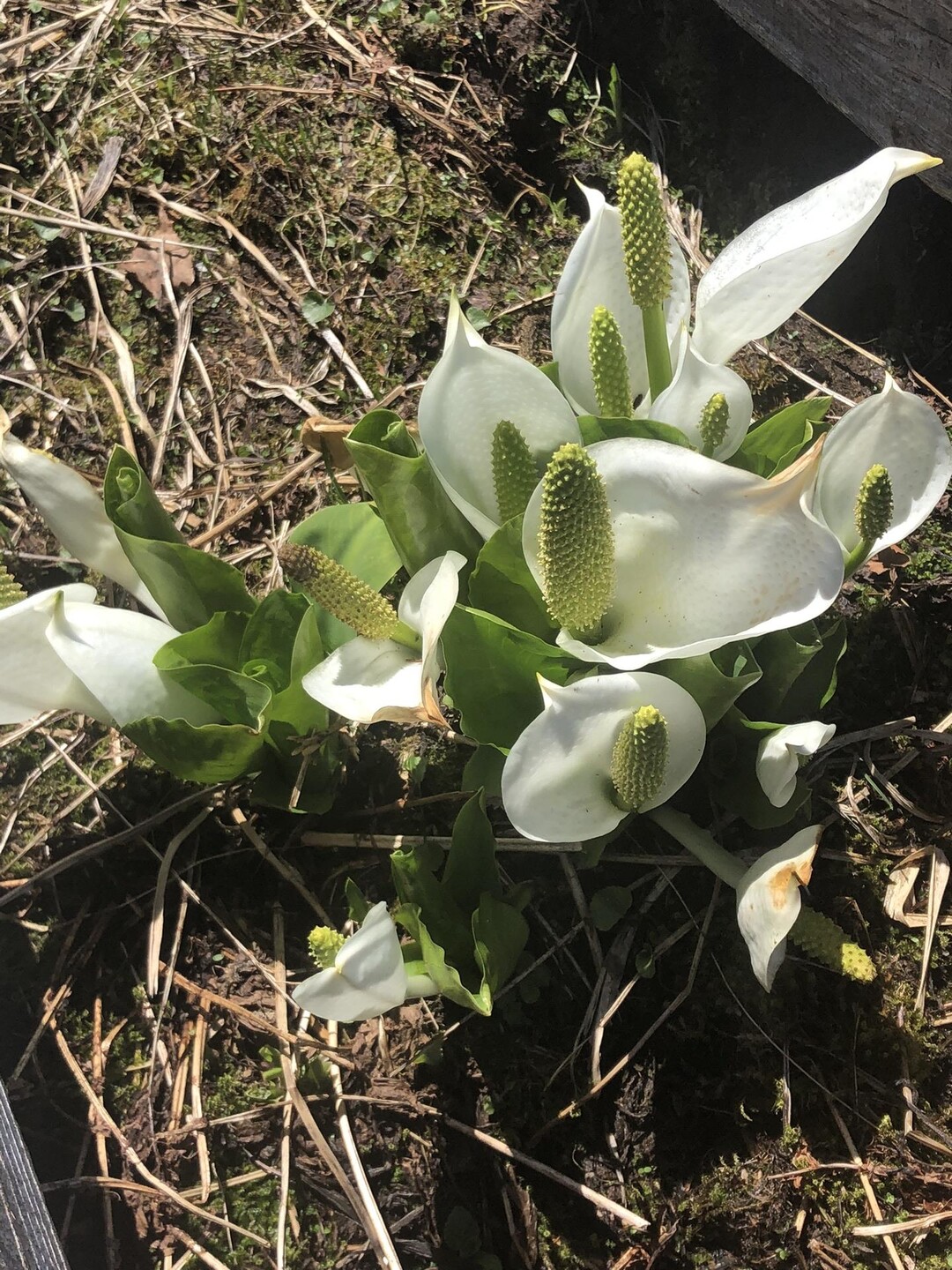 ウォーキング-2024-05-21 / eriさんのウォーキングの活動データ | YAMAP / ヤマップ