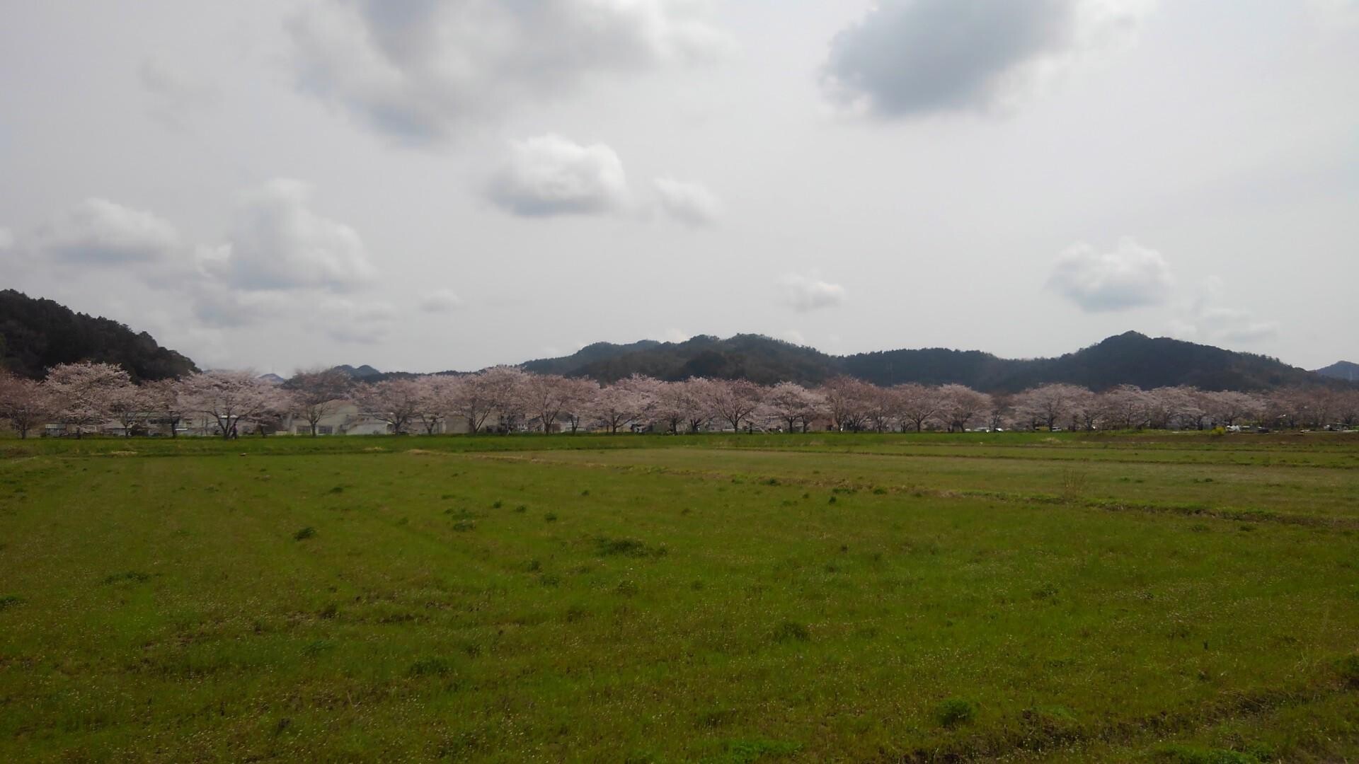 四国山(山県市)ハイキング② 桜並木7km・桜三昧 / CAMELさんの古城山の活動日記 | YAMAP / ヤマップ