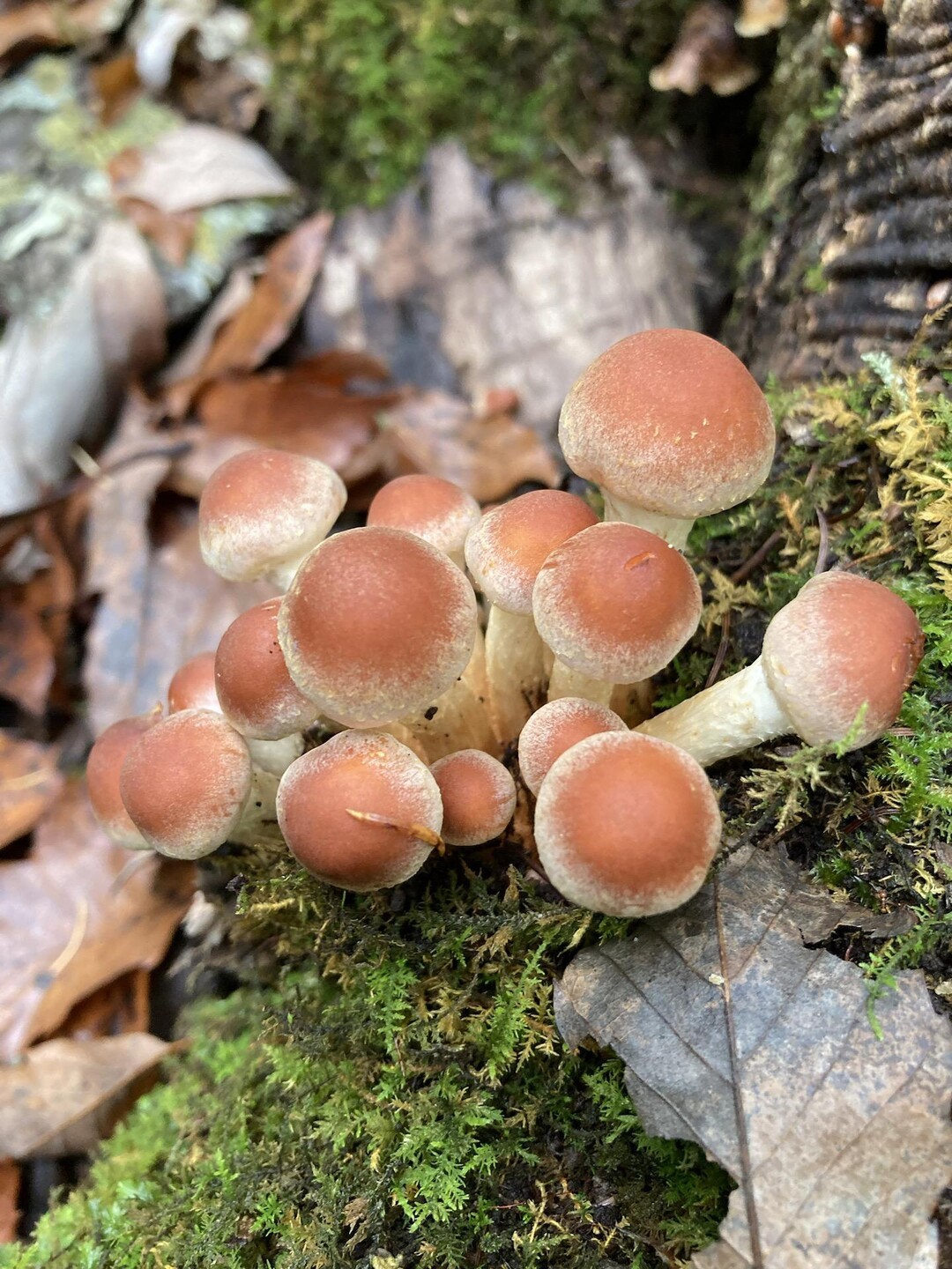 きのこ狩り🍄2024③ 福島県に遠征！... / taka.run-skiさんのモーメント | YAMAP / ヤマップ