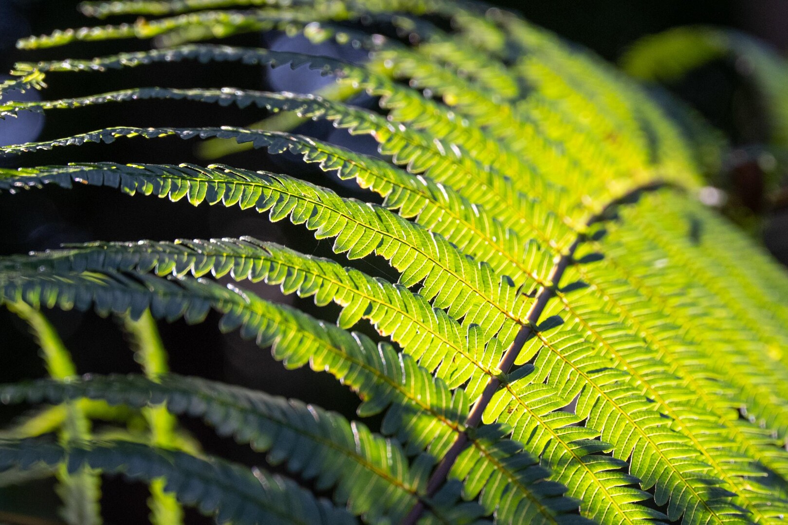 【愛知130】八曾山・岩見山・焼山 バリルートあり / ゆうさんの八曽山の活動日記 | YAMAP / ヤマップ