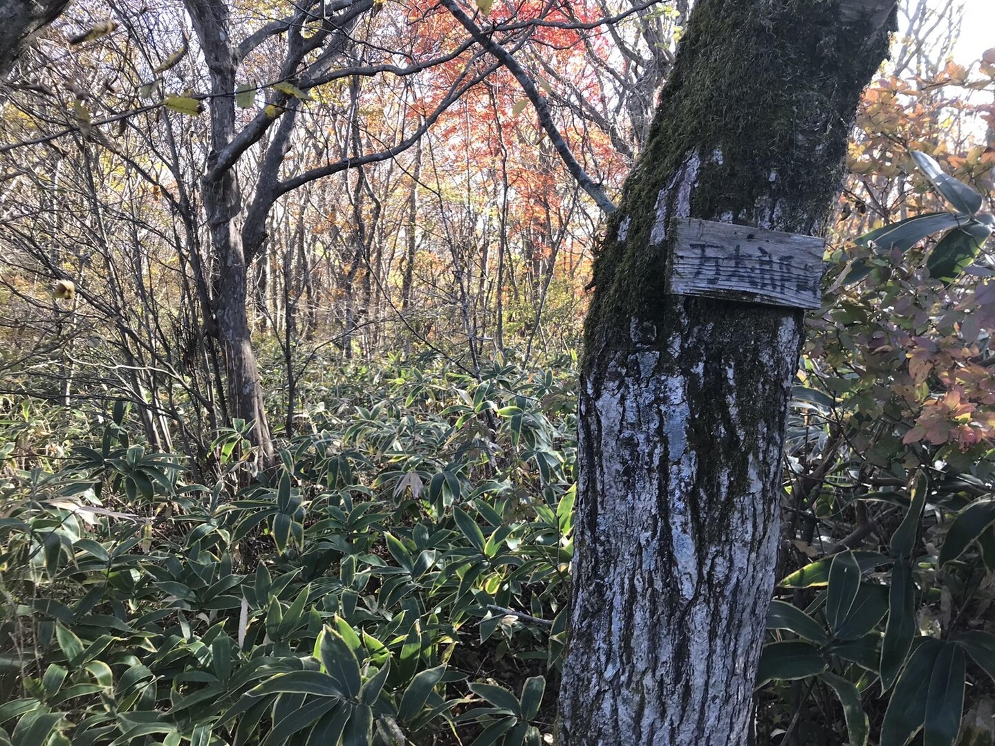 YAMAP100座目は万太郎山！！ / フレディ19さんの大滝根山の活動データ | YAMAP / ヤマップ