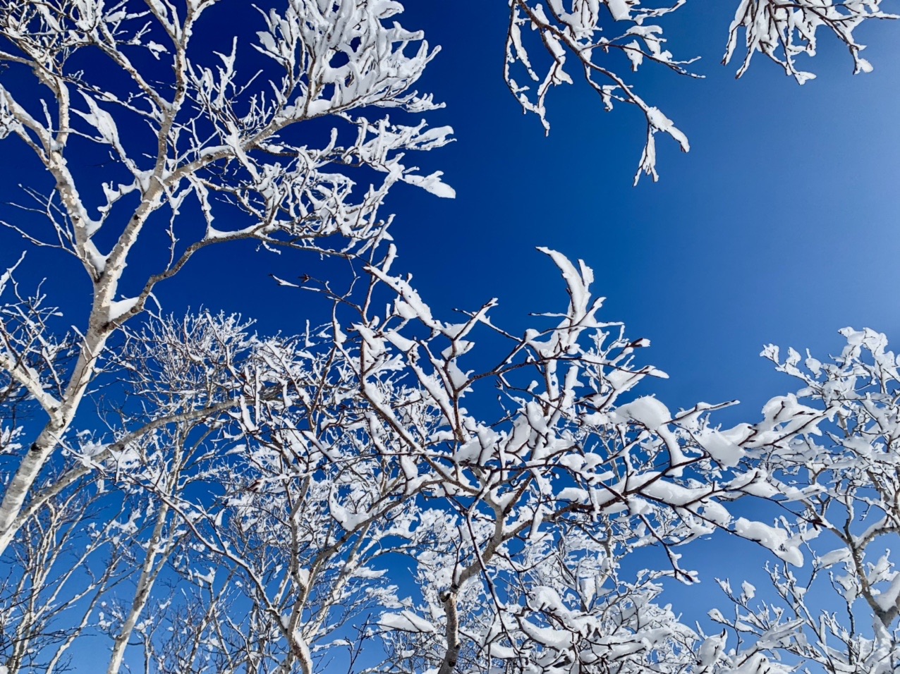 アポイ岳 快晴無風、素晴らしい眺め / TETSUさんのアポイ岳の活動日記 | YAMAP / ヤマップ