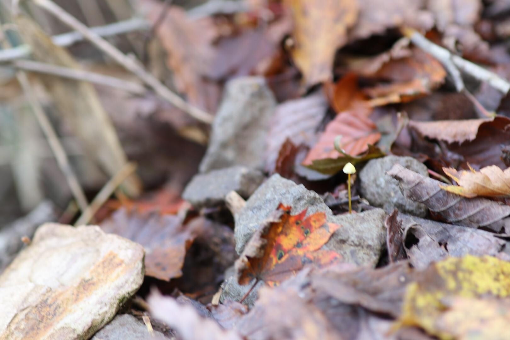 皿ヶ嶺 2024-11-03 / natuさんの皿ヶ嶺・梅ヶ谷山・うなめごの活動データ | YAMAP / ヤマップ