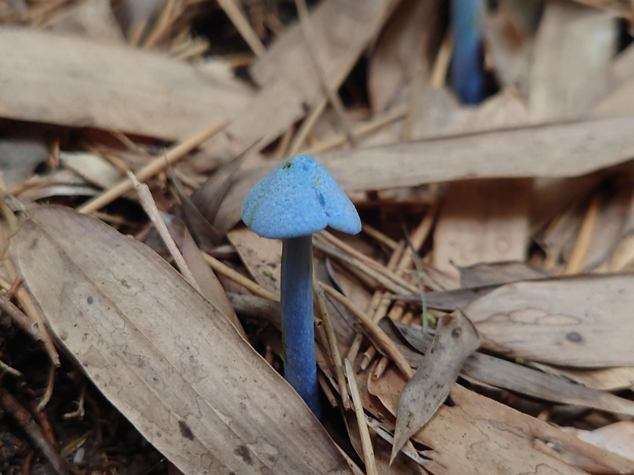 幸せの青いキノコ🍄💙に会えた / Bobにゃんさんの太華山の活動データ | YAMAP / ヤマップ