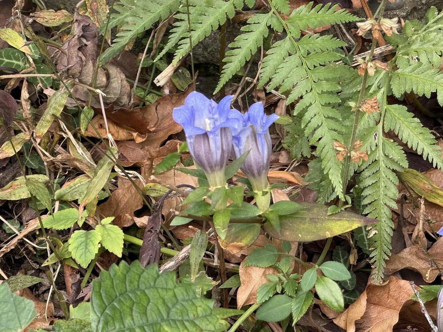 本宮山③ / mocaさんの本宮山・大日山・風頭山の活動データ | YAMAP / ヤマップ