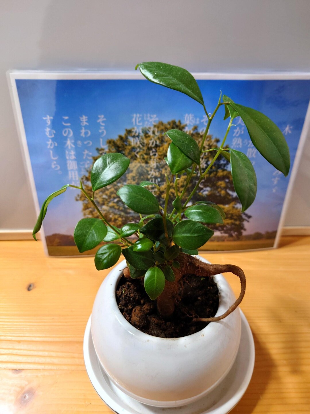 ガジュマルの木を妻が買った。 飾ってみる... / Tomさんのモーメント | YAMAP / ヤマップ