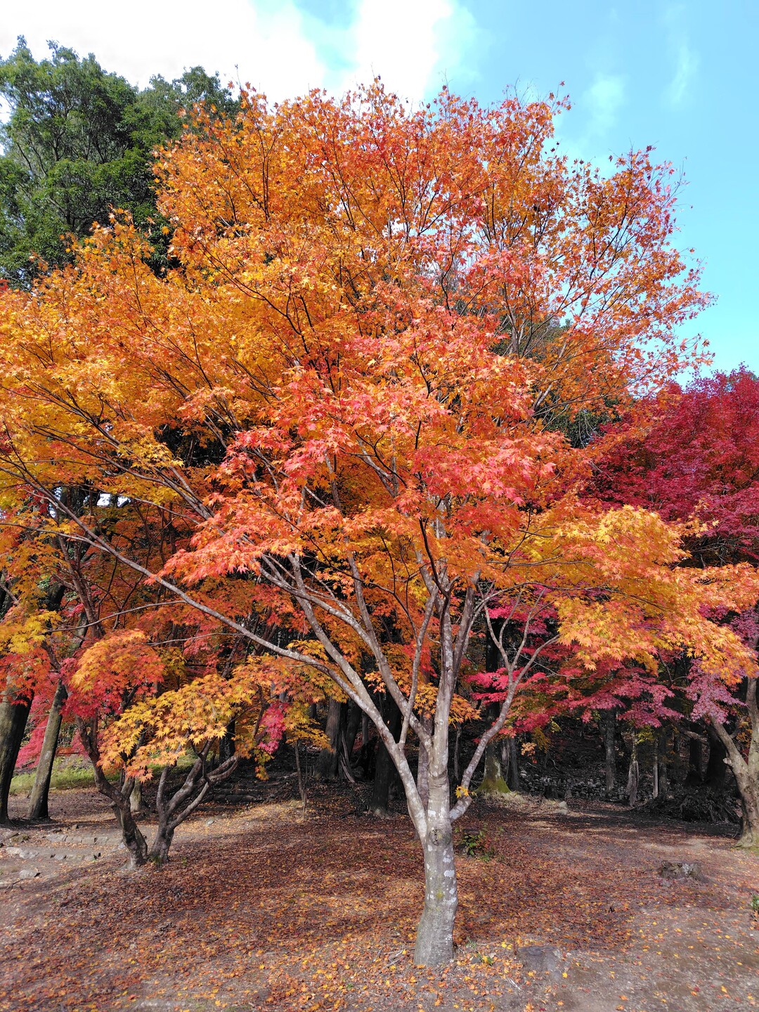 今日は、湖北方面（鶏足寺🍂とマキノのメ... / Mr.slimさんのモーメント | YAMAP / ヤマップ